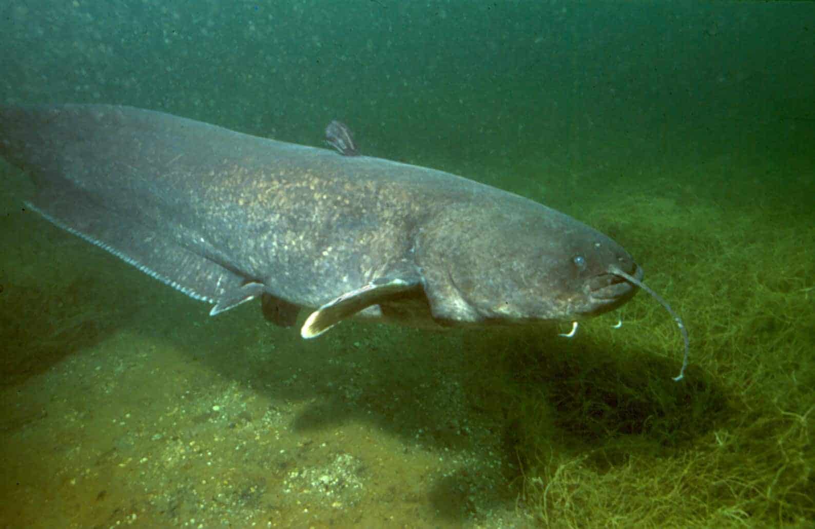 Wels Catfish Facts: 10 Surprising Things You Didn't Know